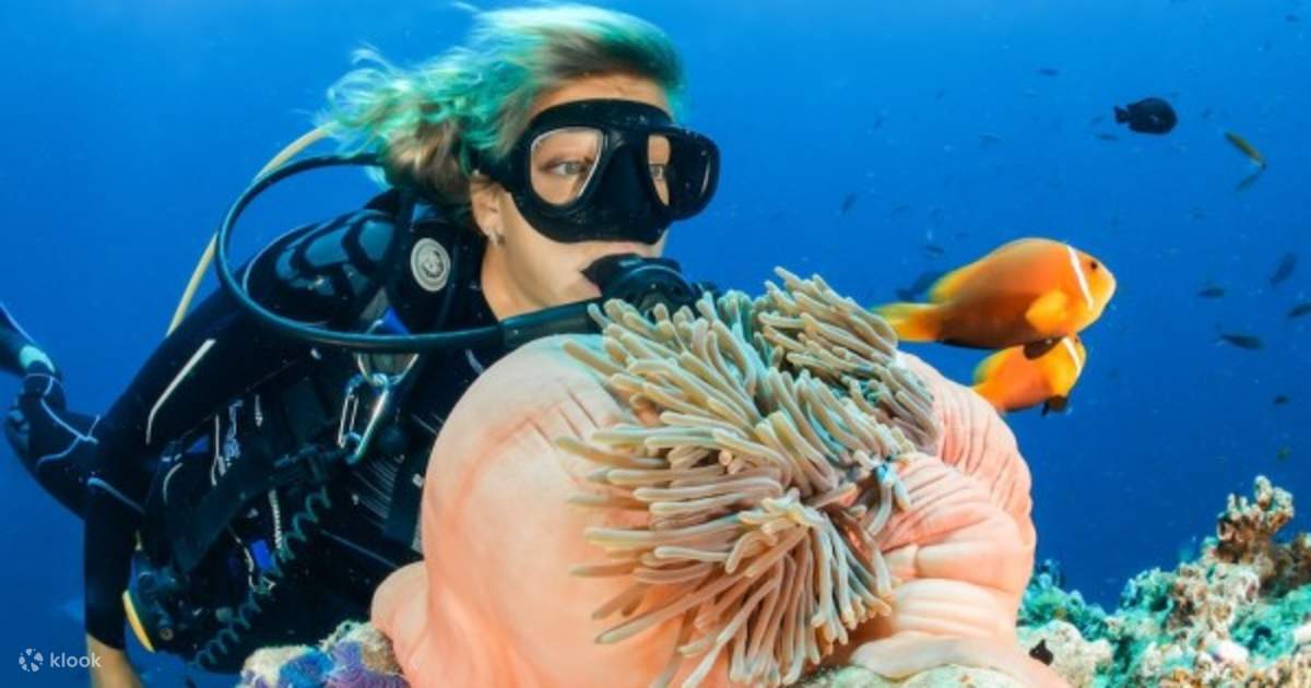 探索水肺潜水天堂:停泊岛 Padi 开放水域潜水员课程 Klook客路